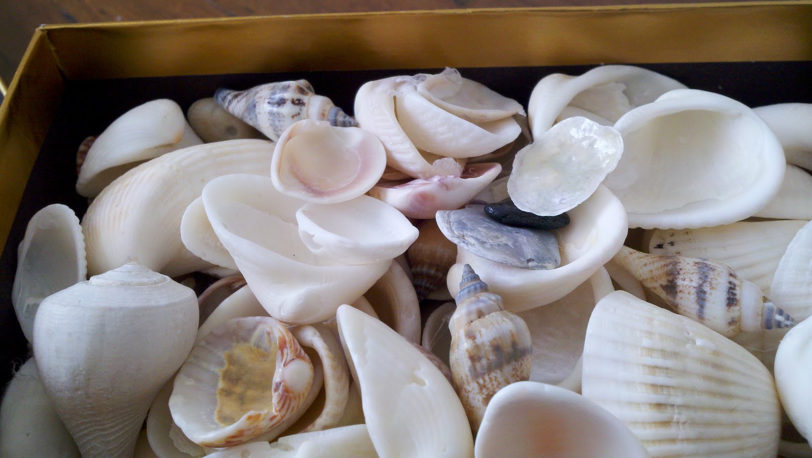 Exotic American: La Vie s'Avance