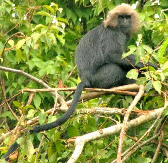Indian Biodiversity Talks: A quick guide to the monkeys in Kalakkad ...