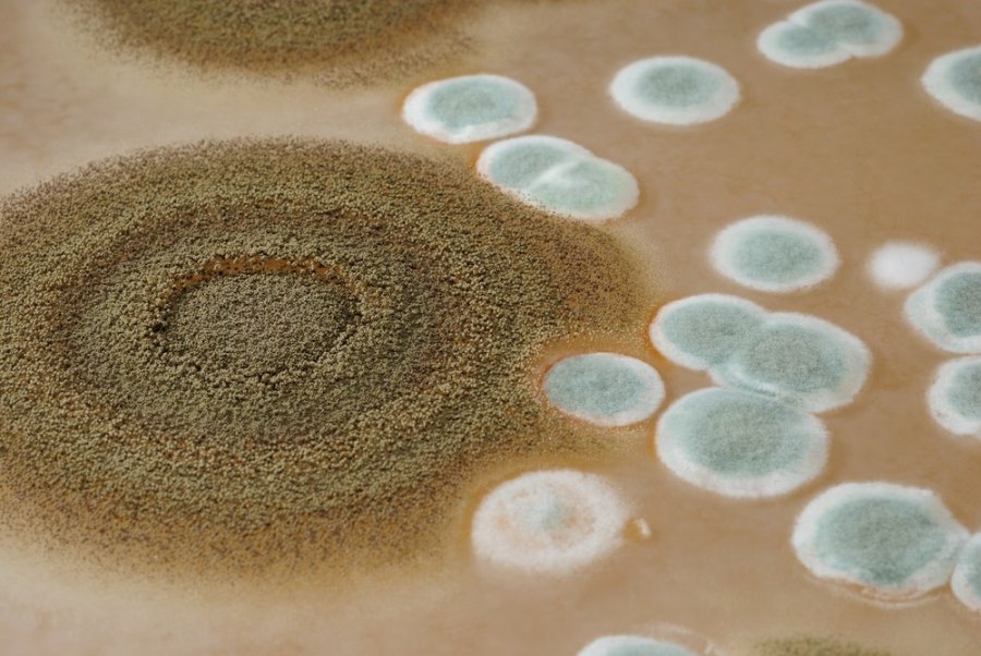 Grybai ~ Mikrobiologija - kas tai?