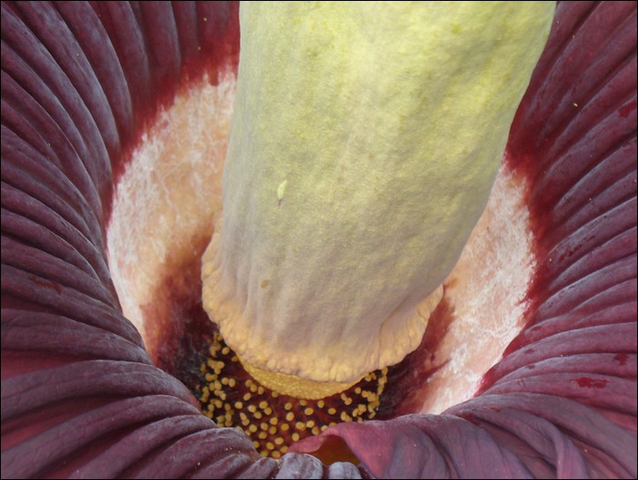 The biggest and stinkiest flower in the world. | Strange and Amazing