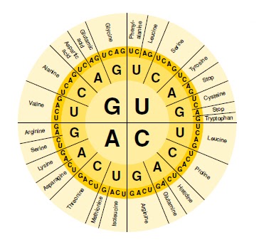 DNA Interactive:The DNA Structure: April 2011