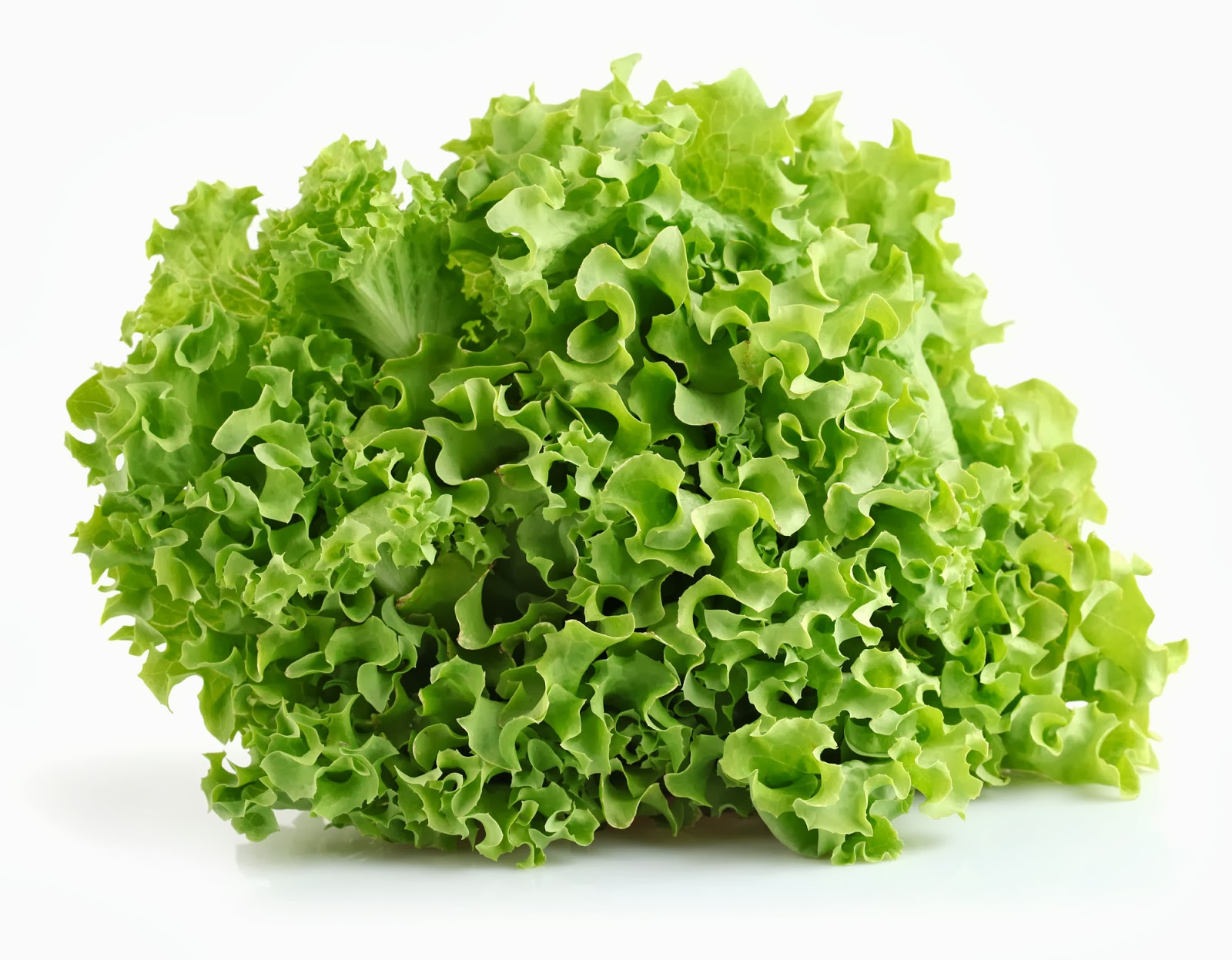 Lechuga wallpapers