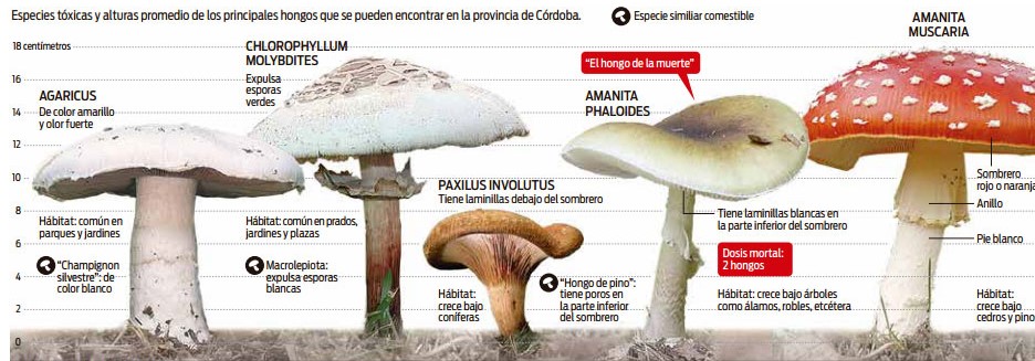 Ciencia Y Biología: Reino Fungi