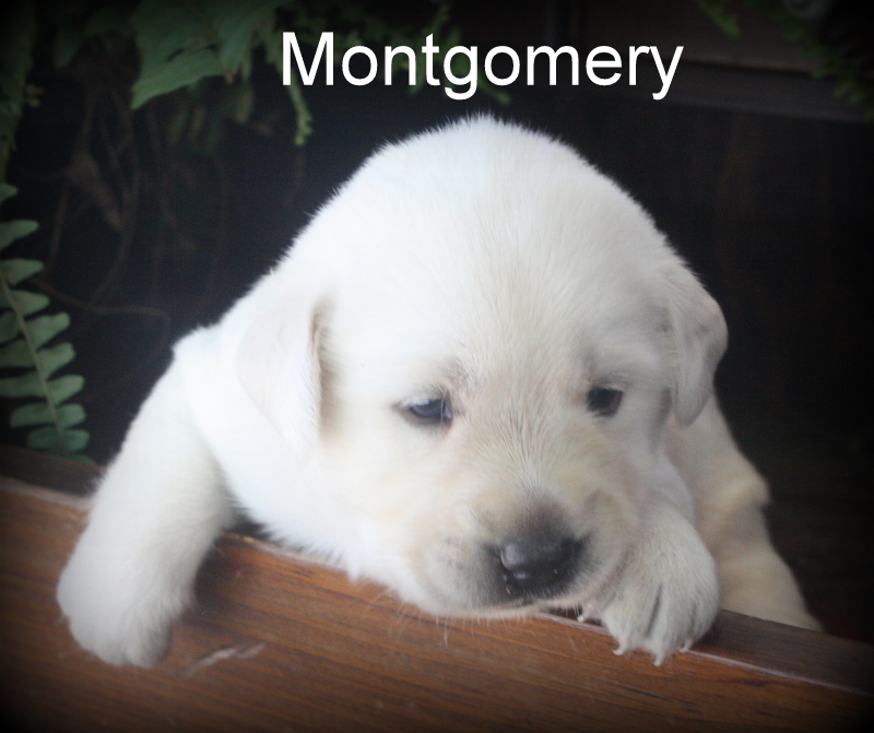 Maplewood Labradors: New Pictures - Our White Labrador Puppies!!!!