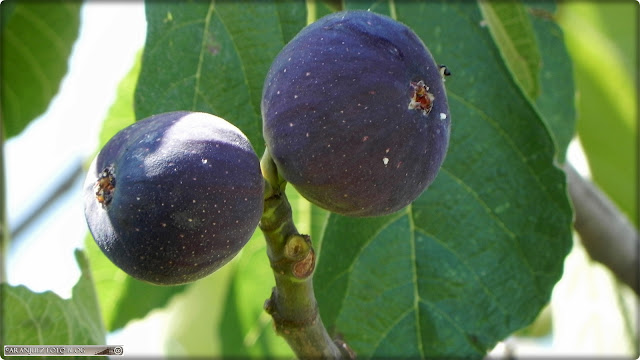 NaturAranjuez: HIGUERAS, HIGOS Y BREVAS EN EL REGAJAL