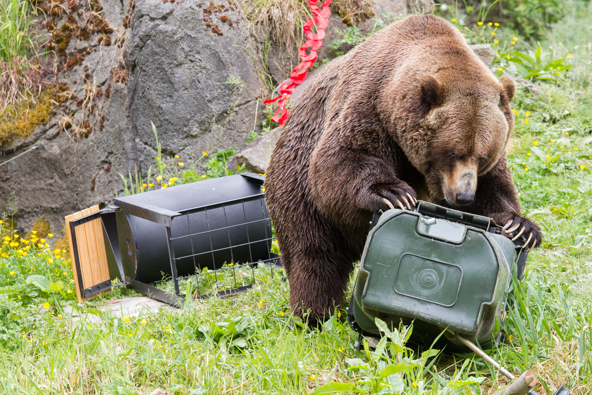 Bear Affair teaches bear smarts in the Northwest