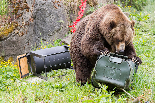 Bear Affair teaches bear smarts in the Northwest
