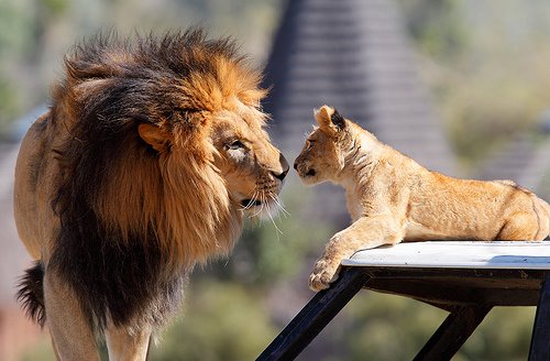 Unique & Cute Animals - azee