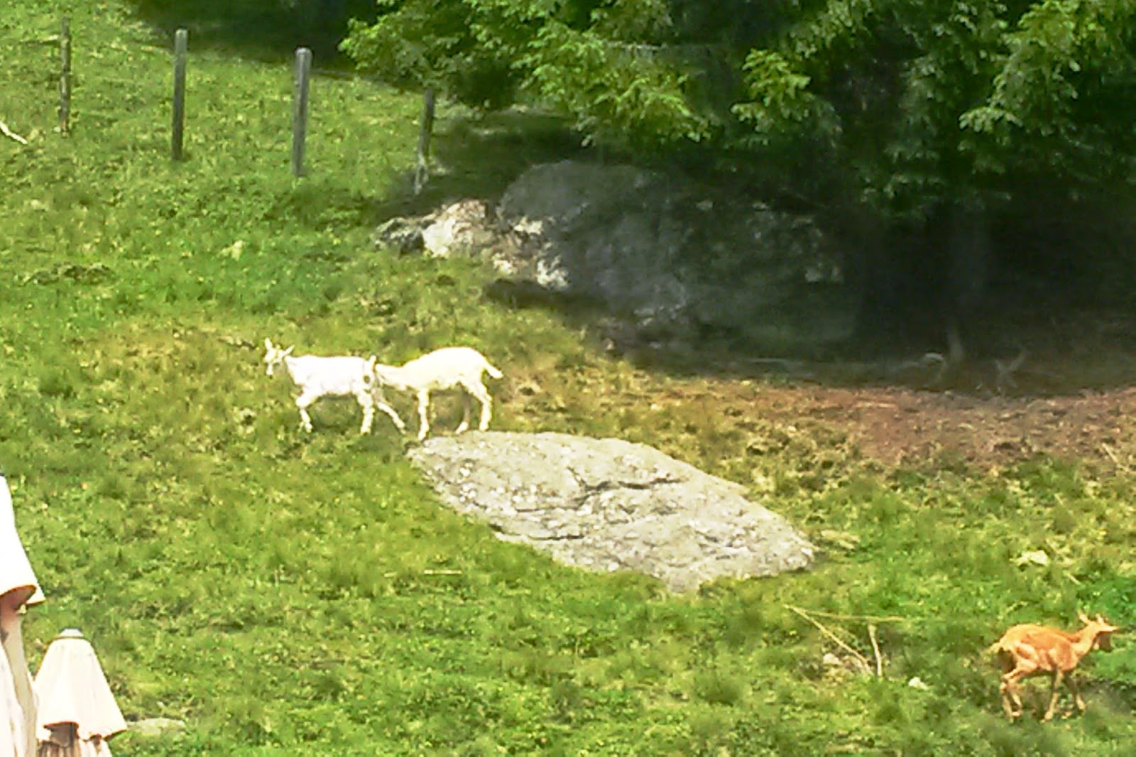 40+: Lokaltipp: Von Bad Hofgastein auf die Fundner-Heimalm