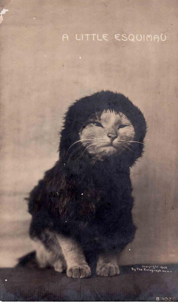 Historical Felines: Aristocat!