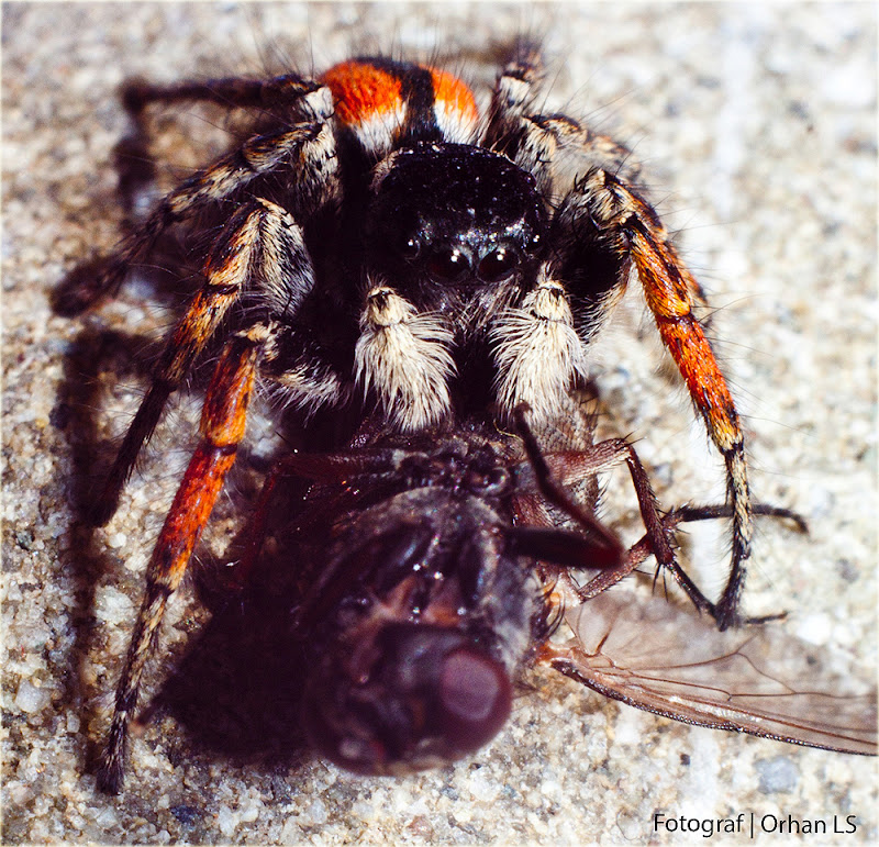 Arachnerds: Spiders of Turkey