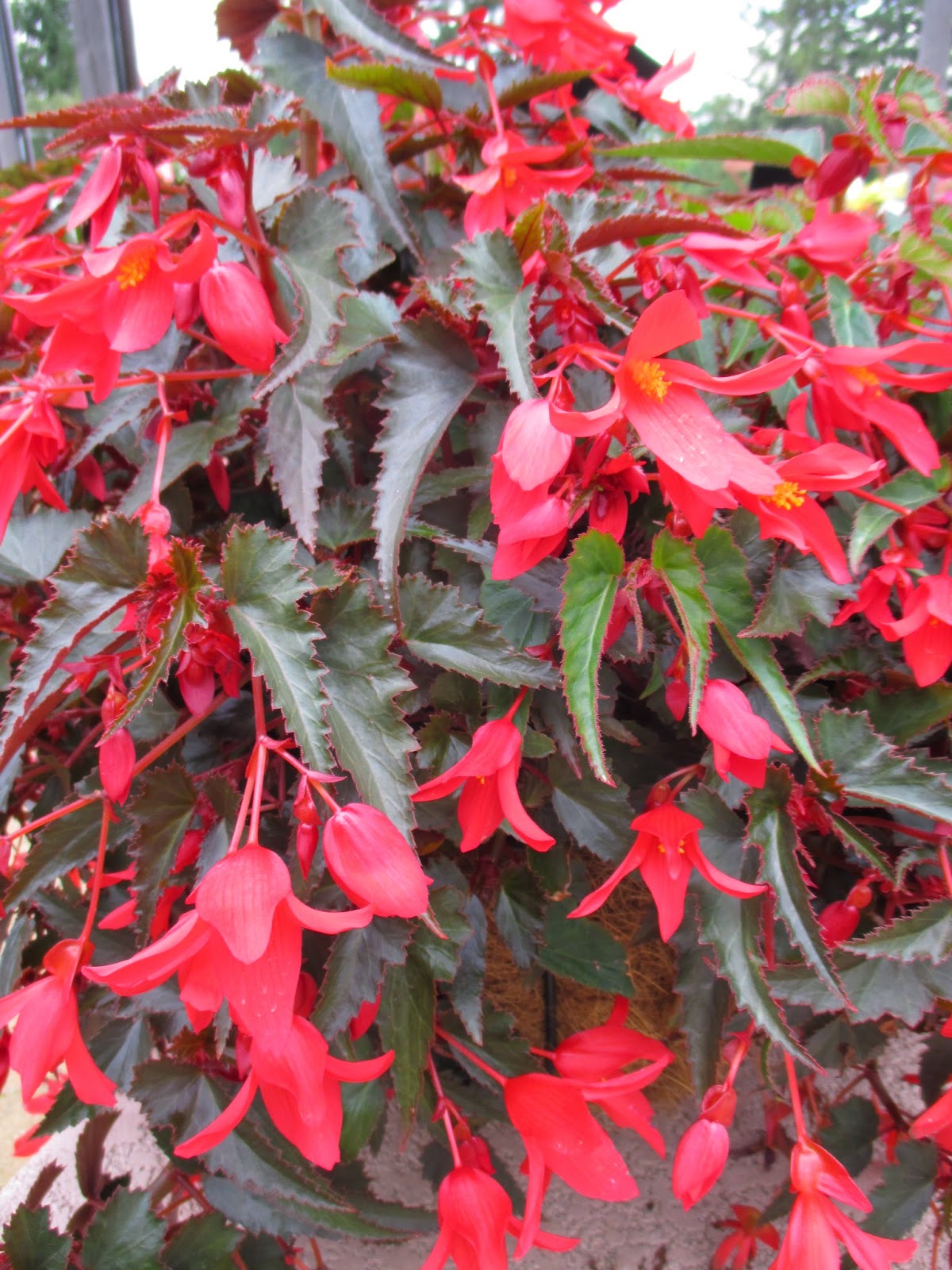 Rotary Botanical Gardens - Hort Blog: Begonias for the Basket!
