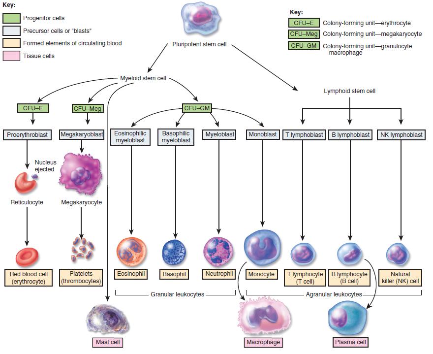 Origin of Blood Cells | Dukagjin Zeqiraj