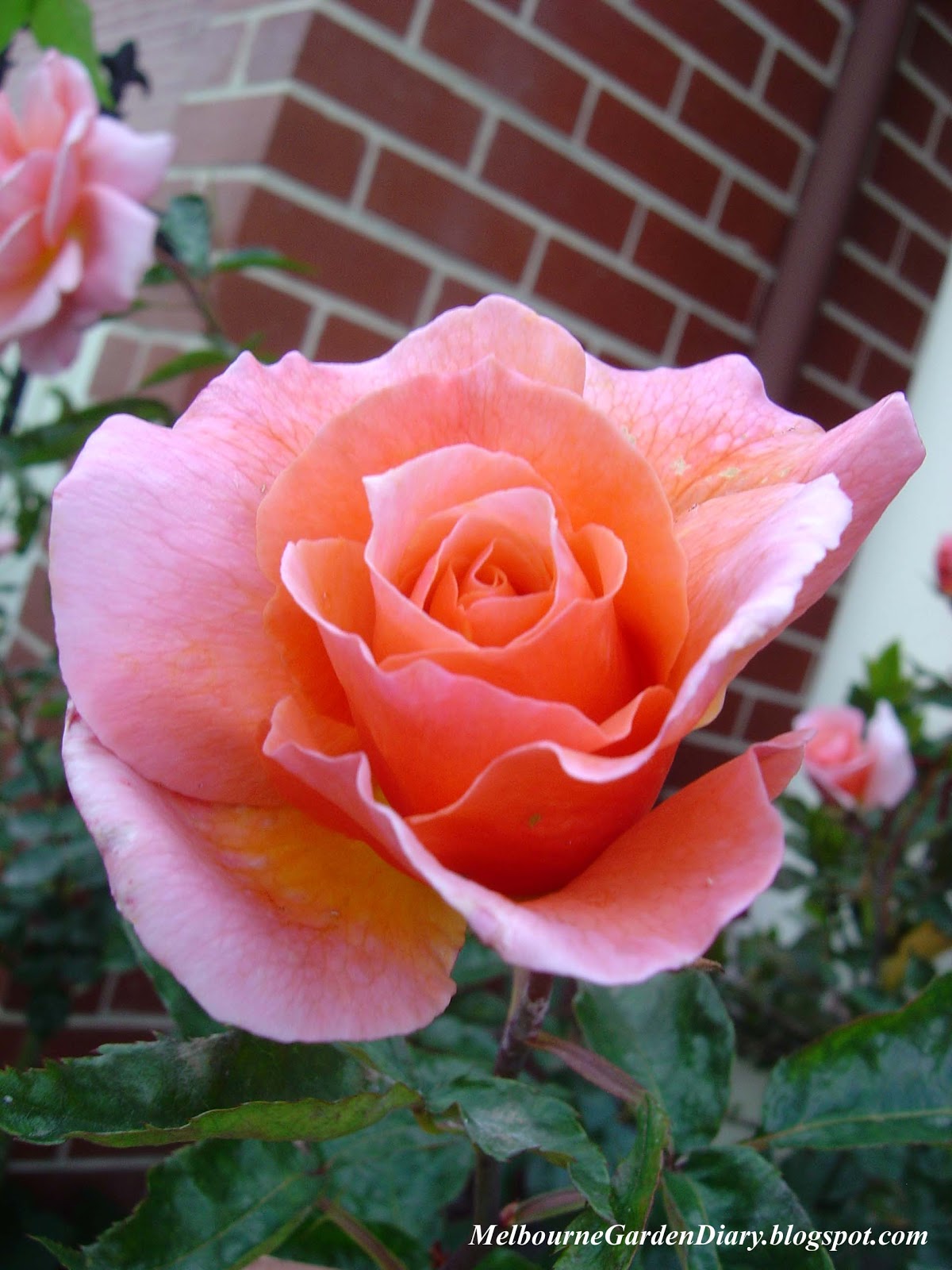Melbourne Garden Diary: Fragrant Delight Rose