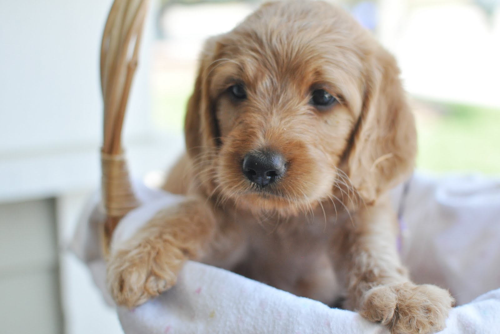 Faithful Doodles: 5 1/2 Week Old F1B Labradoodles! | Southern ...