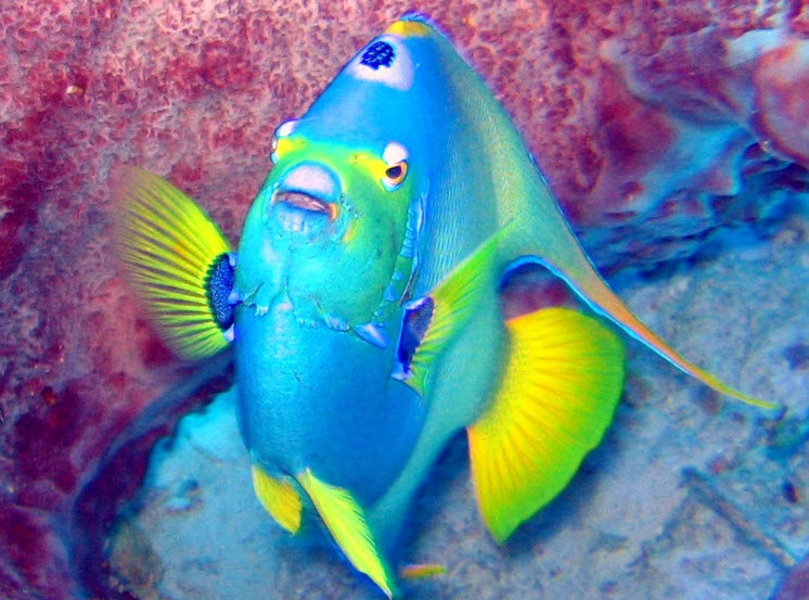Queen Angelfish | The Life of Animals