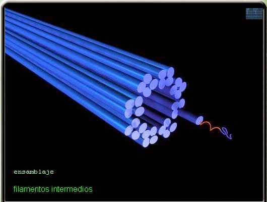 SOL LATINO: CITOESQUELETO