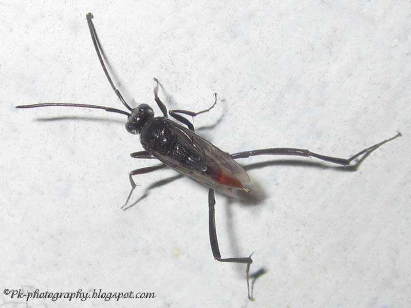 Evaniidae Ensign Wasps | Nature, Cultural, and Travel Photography Blog