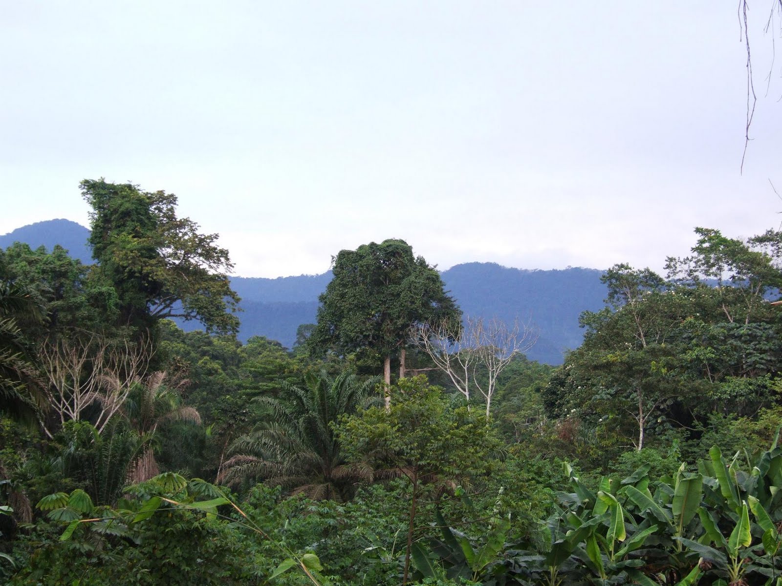 Une autoroute dans la jungle !: Paysages: la forêt tropicale humide vue ...