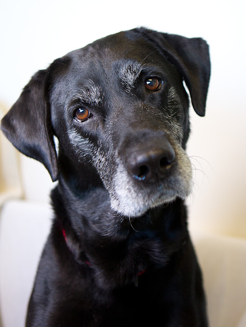 Shelter Dogs of Portland: "SULTAN" AWESOME middle aged Lab