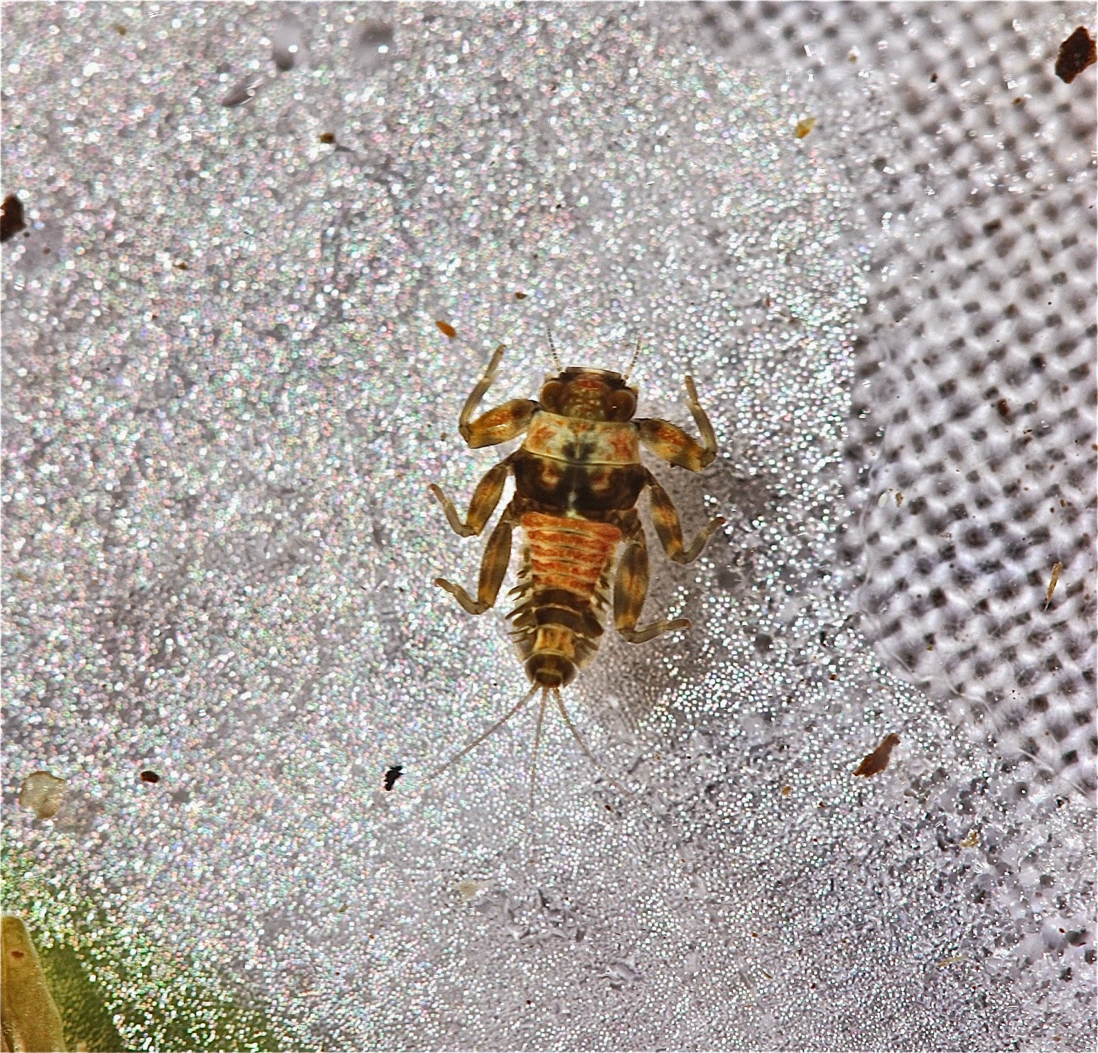Aquatic Insects of Central Virginia: So many colorful insects: waiting ...