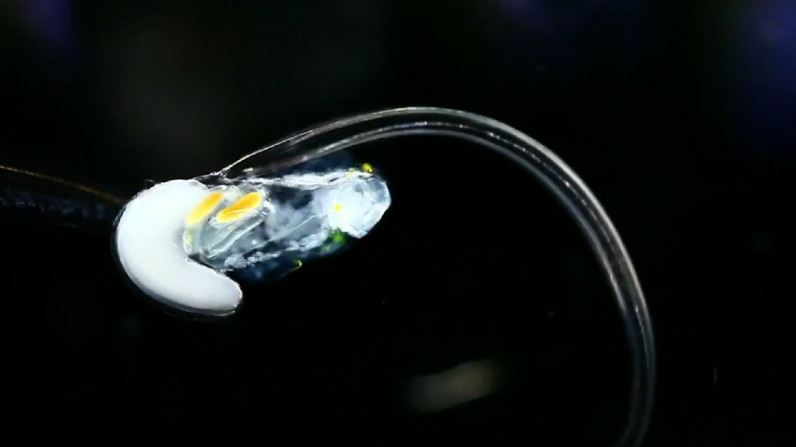 Real Monstrosities: Larvacea