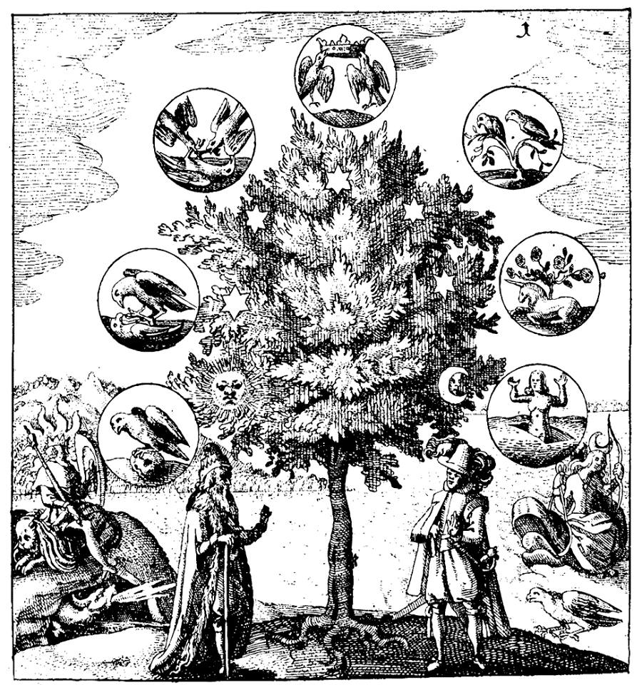 .:MEDICINA FLORAL HOY:. GABRIELA RICCIARDELLI: El Universo según Paracelso