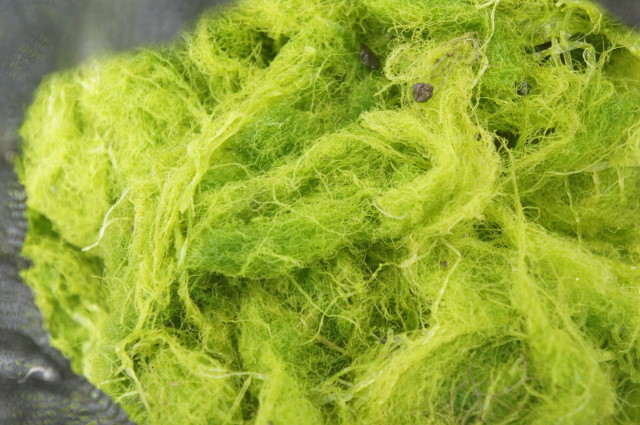 Awesome Bulusan!: Lumot from Porog: Marine algae lure for Turos, a ...