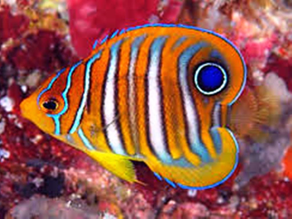 Angelfish - Ikan Angel