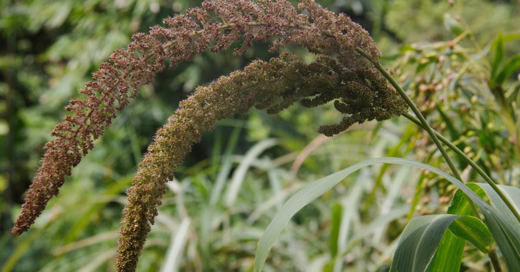 TENGAH RUAI: Jawak atau Jawawut/Jewawut, Pakan Burung dan Pangan ...