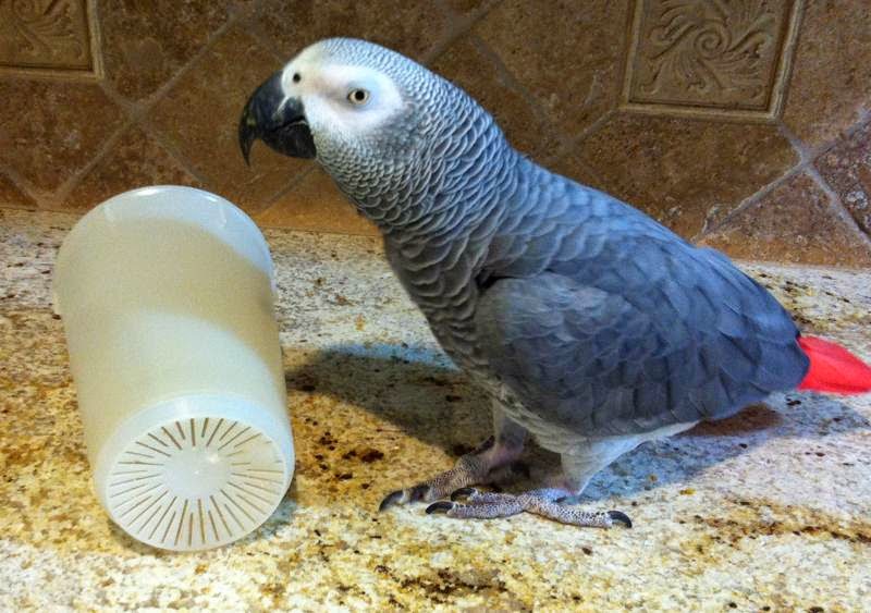 Einstein the Talking Texan Parrot Blog: Sprouting Sprouts!