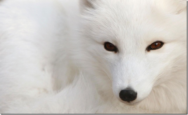 Love Nature ....: Most beautiful pure white animals
