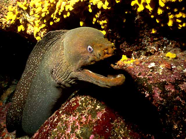 Moray Eels ~ Aquatic Animals
