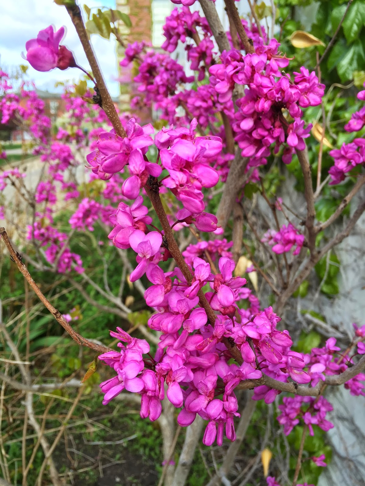 The Phytophactor: Friday Fabulous Flower - Redbuds