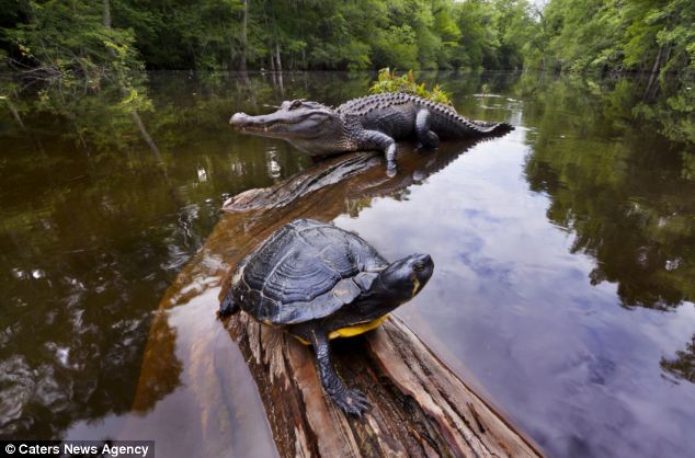 White Wolf : Incredible moment turtle and alligators cosy up together ...
