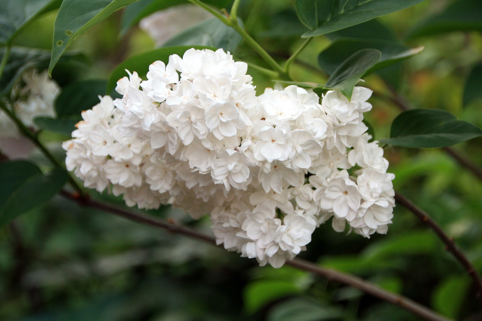 Frk. Anemone: Mine syrener