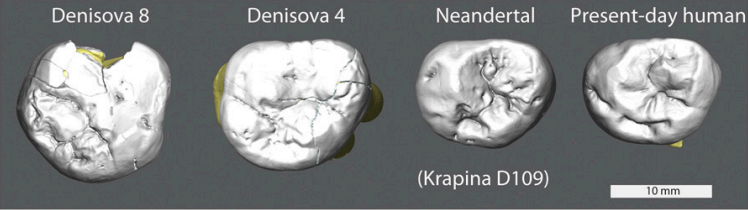 Paleoantropología hoy: Los denisovanos