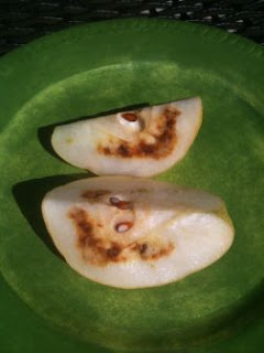 Xtremehorticulture of the Desert: Internal Browning of Pear May Be Due ...