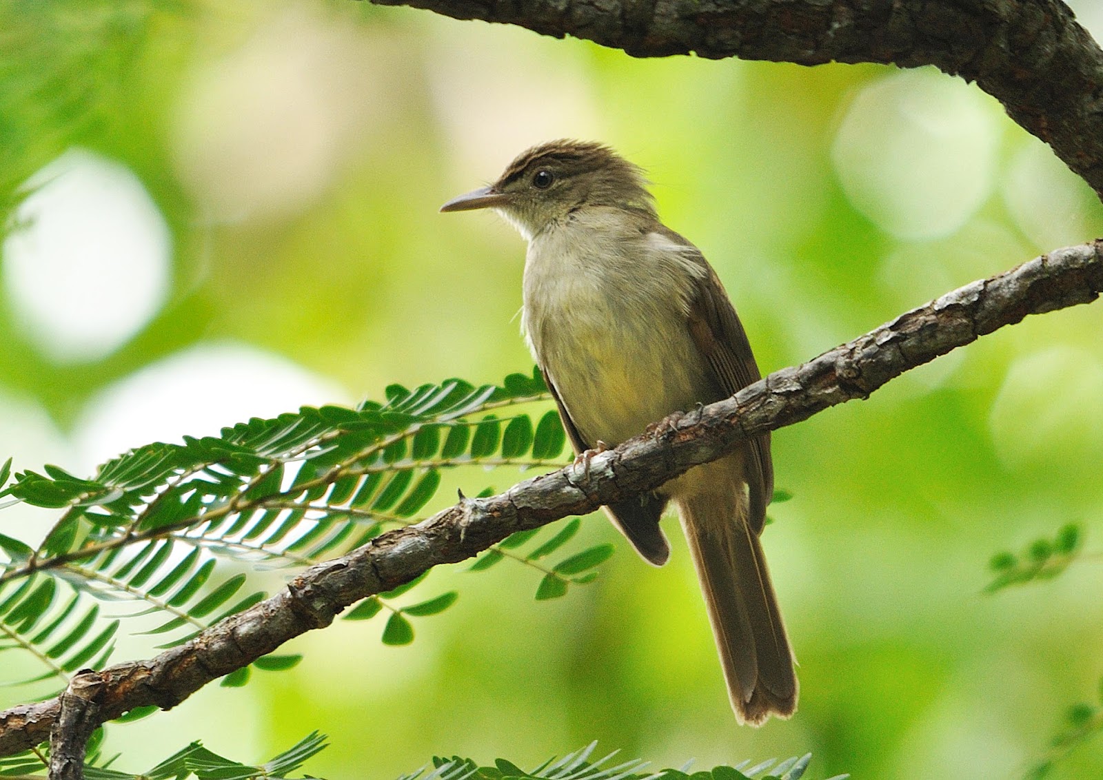 Aku Anak Wayang: Birding I Buff-vented Bulbul (Iole charlottae)@ Merbah ...