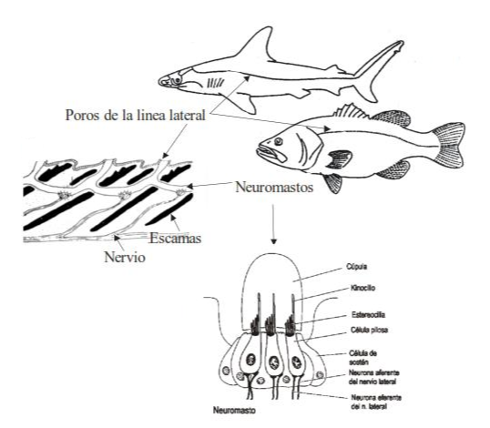 Introducción al conocimiento de los Peces: Prologo
