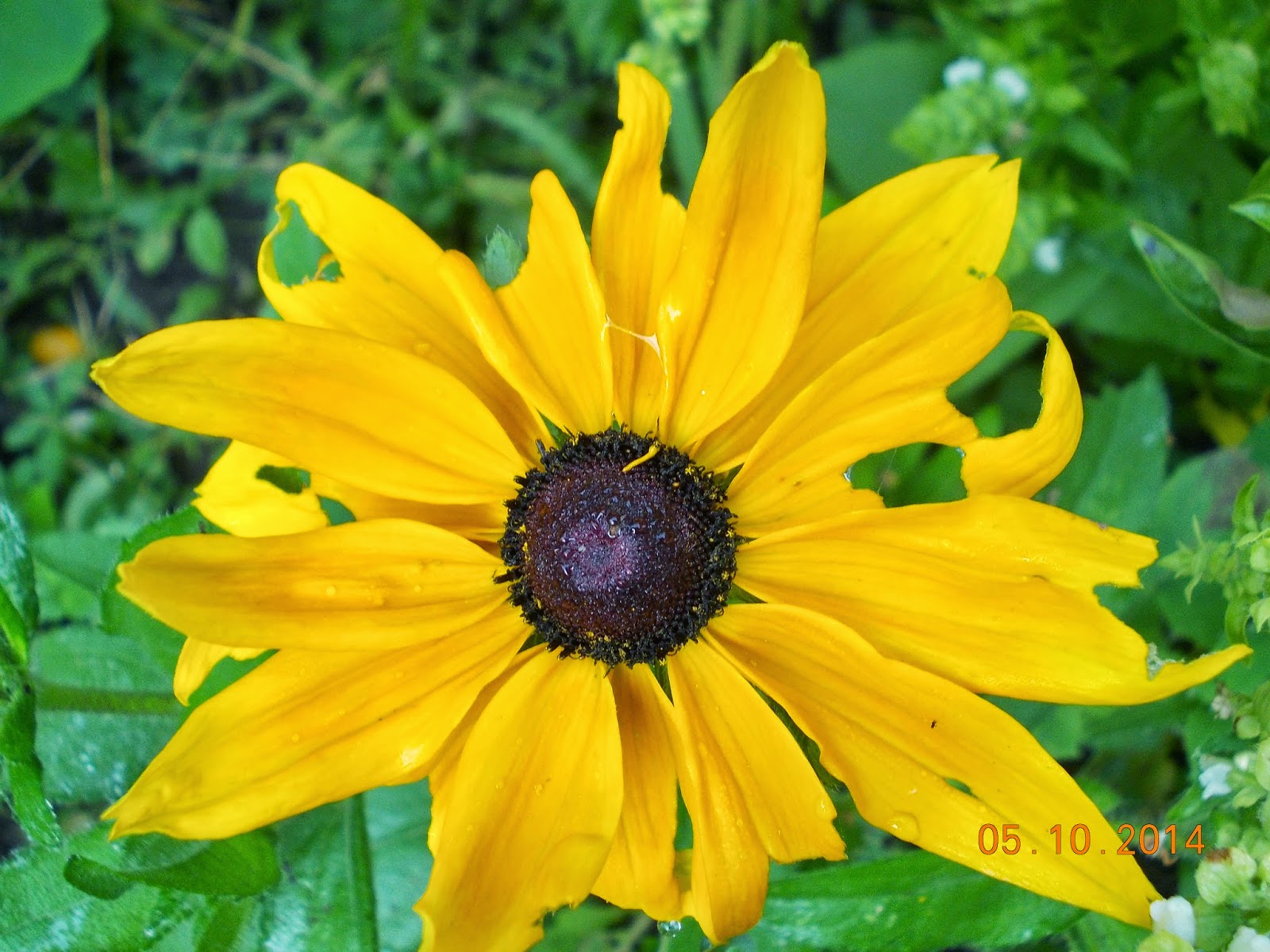 Susie cu ochii negri: Florile Toamnei