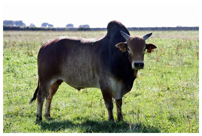 Generalidades de la Ganadería Bovina.: Cebú