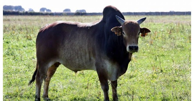 Generalidades de la Ganadería Bovina.: Cebú