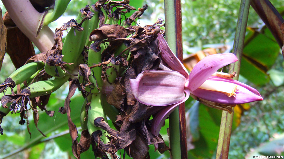Species New to Science: [Botany • 2009] Musa chunii • a new Musa ...