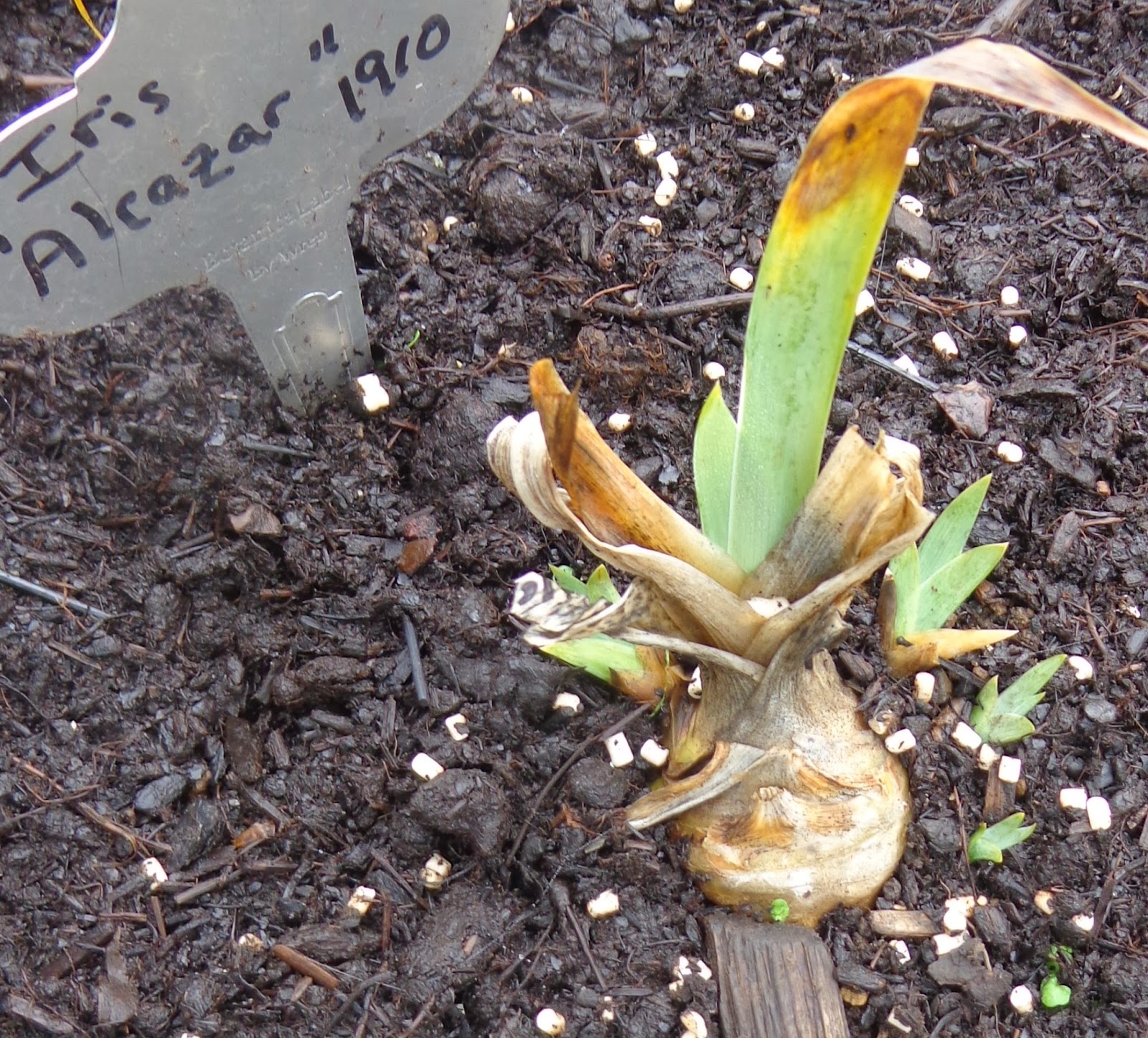 Daniel's Pacific NW Garden: Bearded Iris Raised Beds