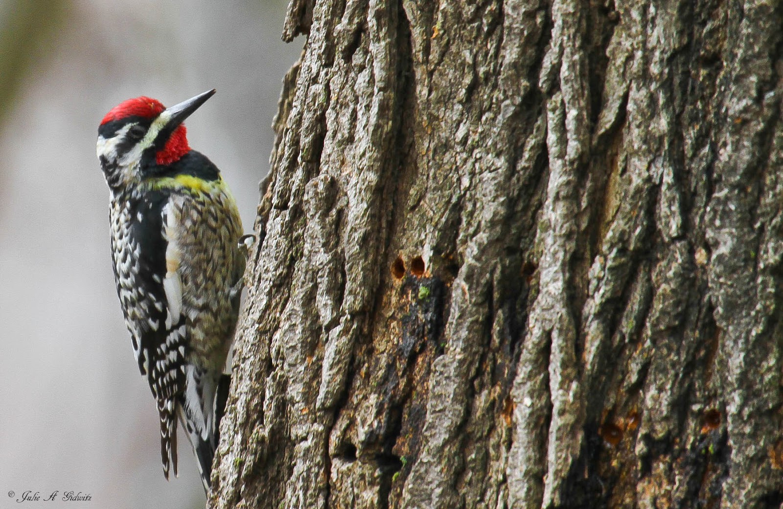 Birding Is Fun!: A Peek at Beaks