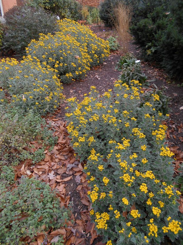 Future Plants by Randy Stewart: Ajania