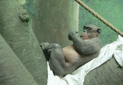 INDEHOI RAME RAME: Abu, Simpanse Unik Yang Tidak Memiliki Bulu