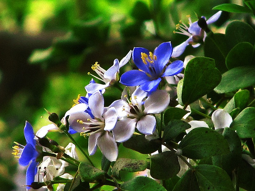 Guaiacum officinale / Gaïac | Flore de l’île de la Réunion