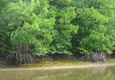 Forest Dweller: Field Trip - Segari Melintang Forest Reserved and Eco ...
